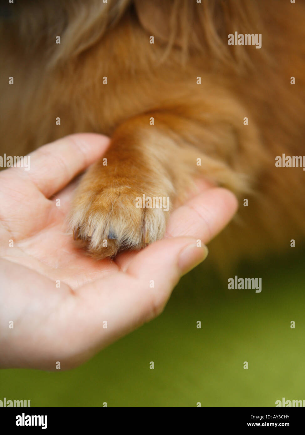 Hand panting hi-res stock photography and images - Alamy