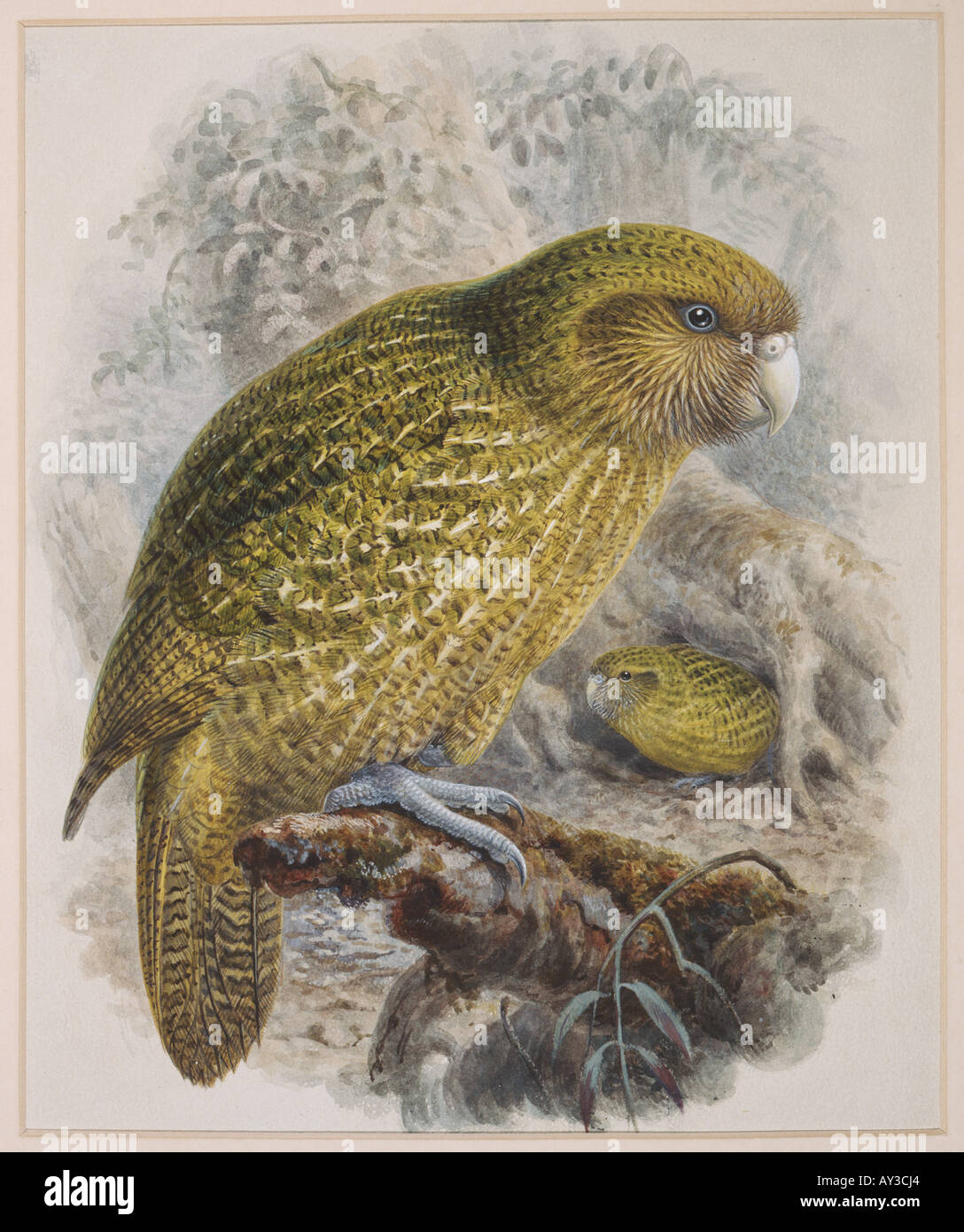 Kakapo parrot hi-res stock photography and images - Alamy