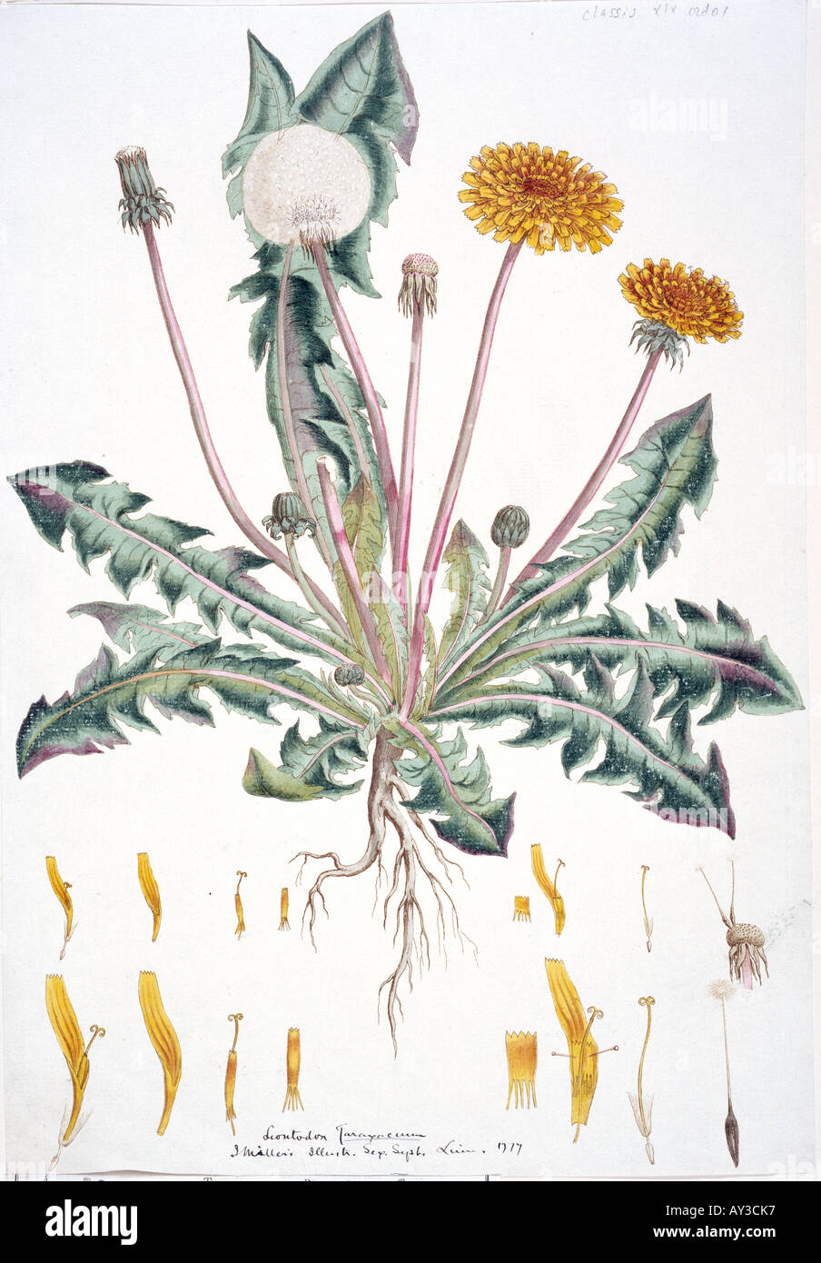 Dandelion drawing hi-res stock photography and images - Alamy