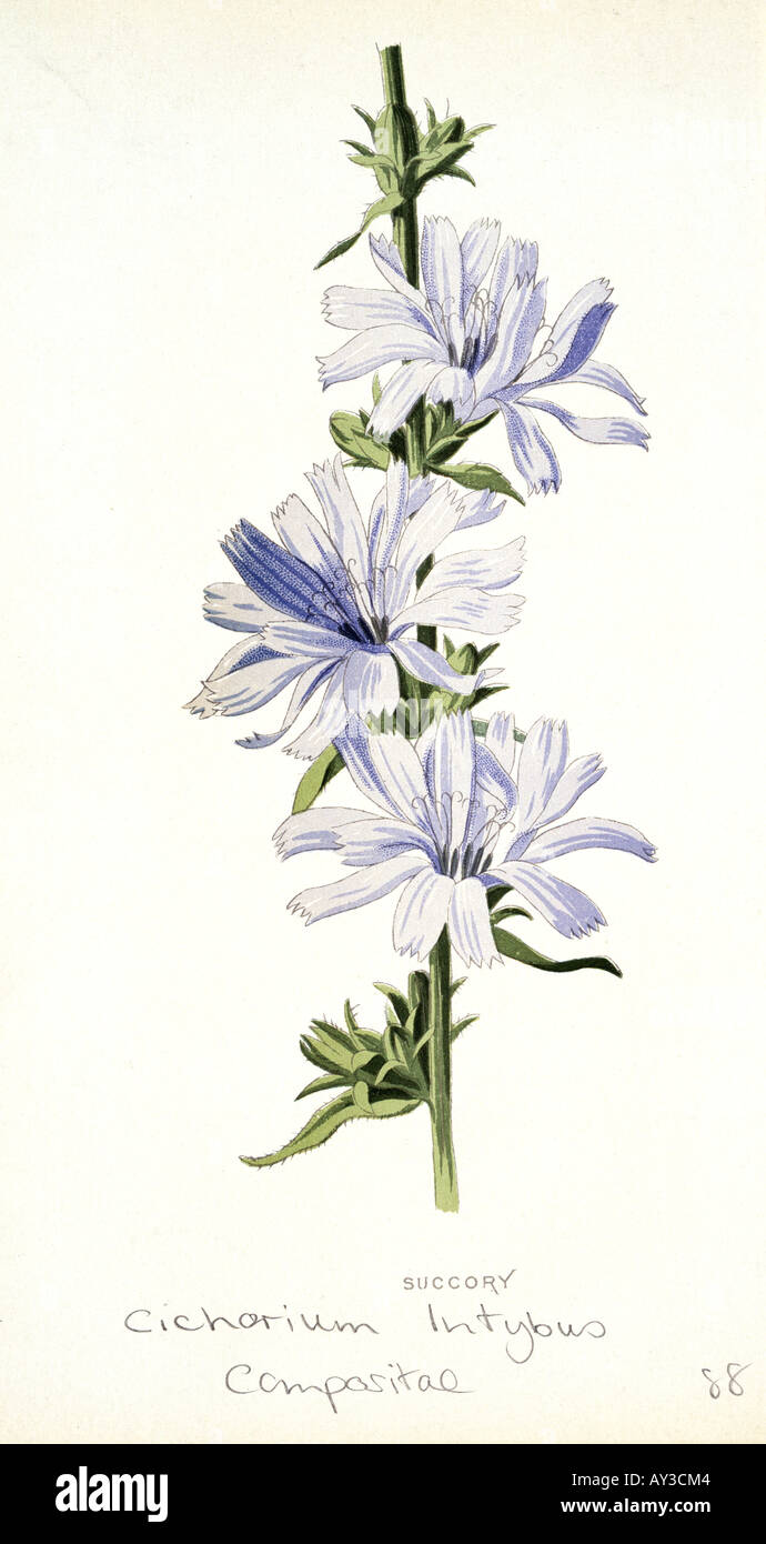 Chicorium intybus chicory Stock Photo - Alamy