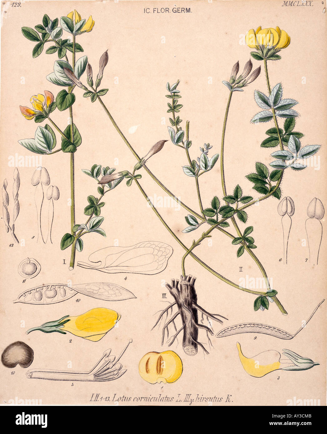 Birds foot trefoil drawing hi-res stock photography and images - Alamy