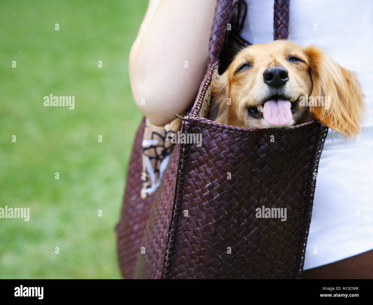 Mid section view of a woman carrying a dog in a hand bag Stock Photo ...