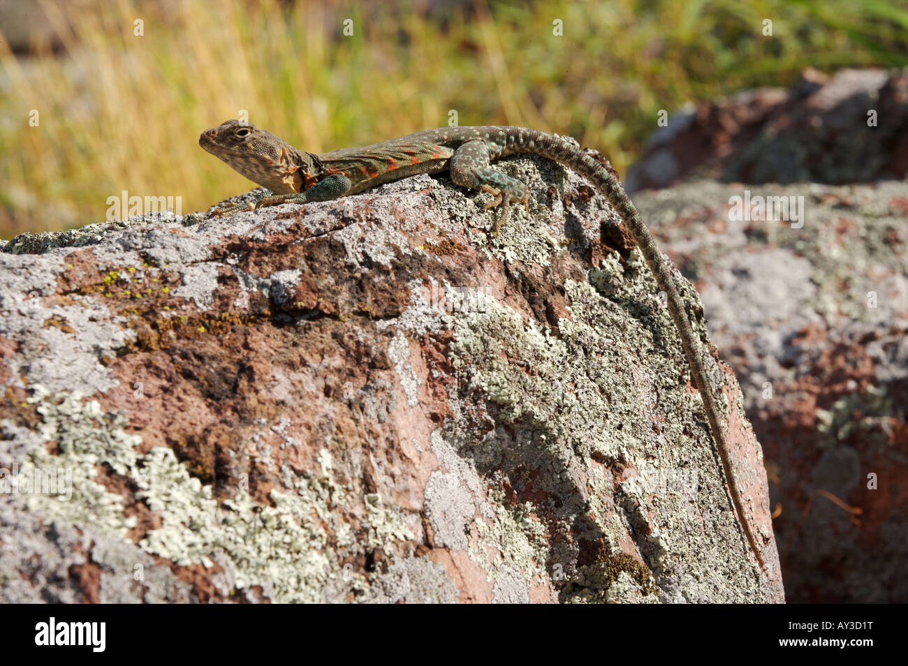 Eastern Collared Lizard on rock Crotaphytus collaris collaris Stock ...