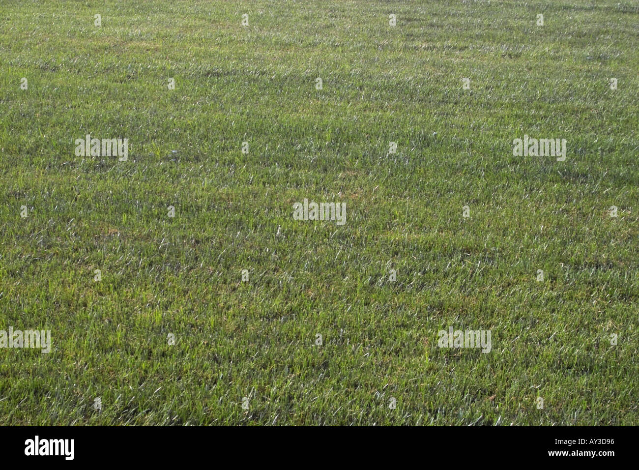 Grass turf yard Lawn green Stock Photo - Alamy