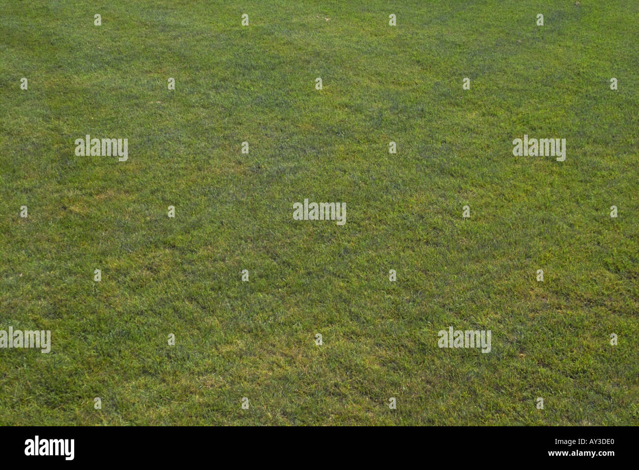 Grass turf yard Lawn green Stock Photo - Alamy