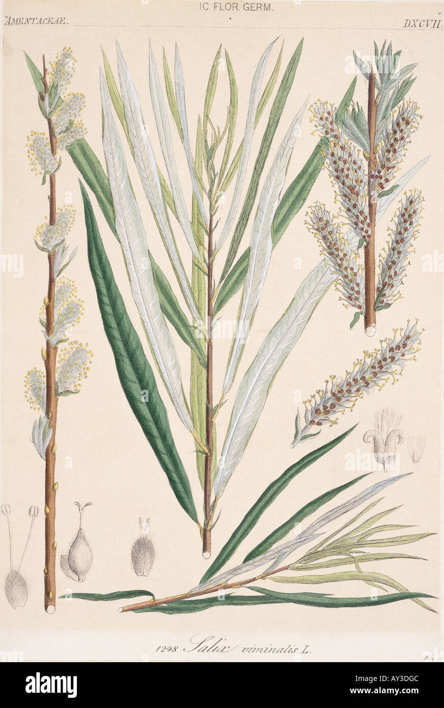 Salix viminalis osier willow Stock Photo - Alamy