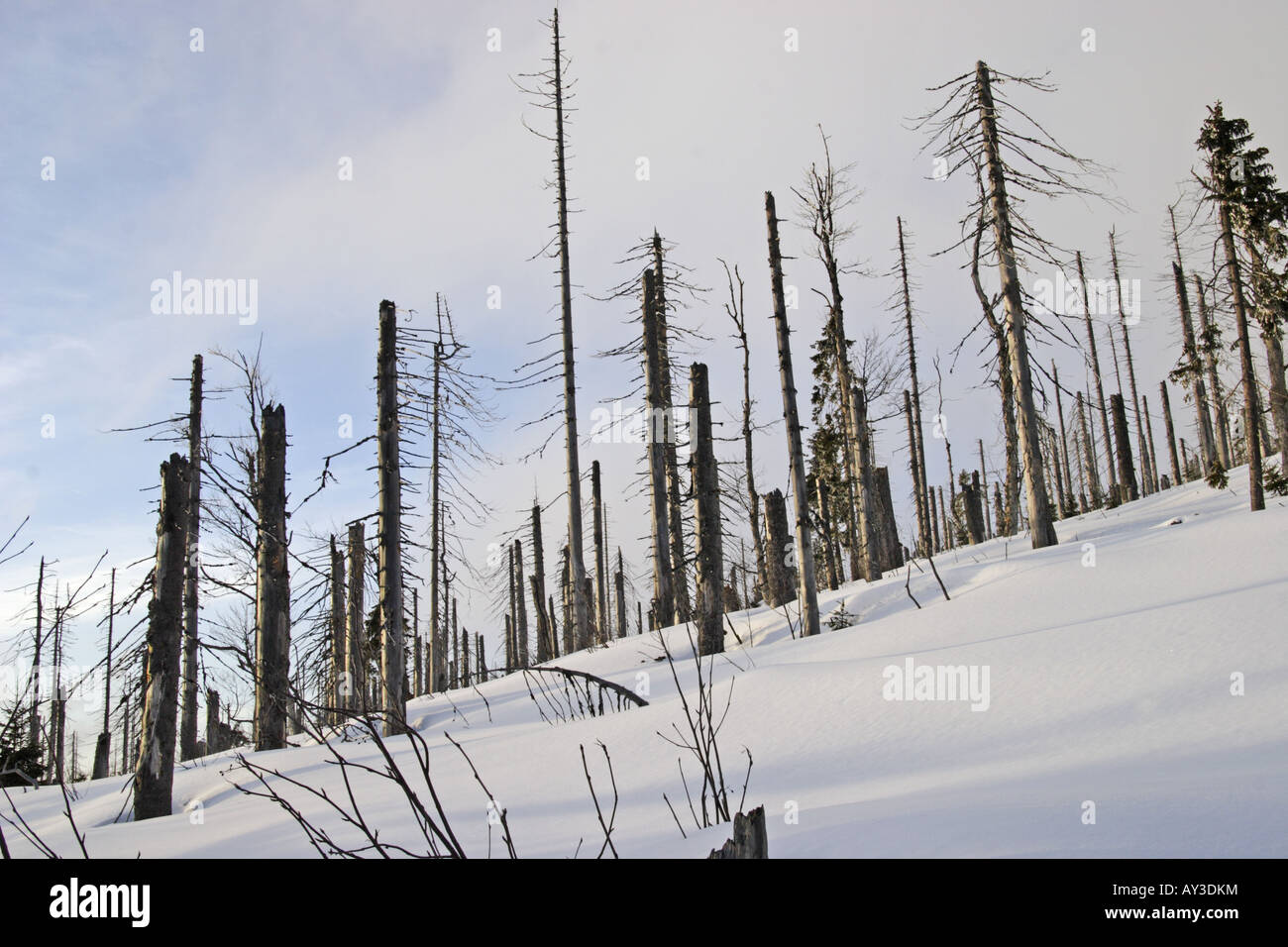 Dead trees stem hi-res stock photography and images - Alamy