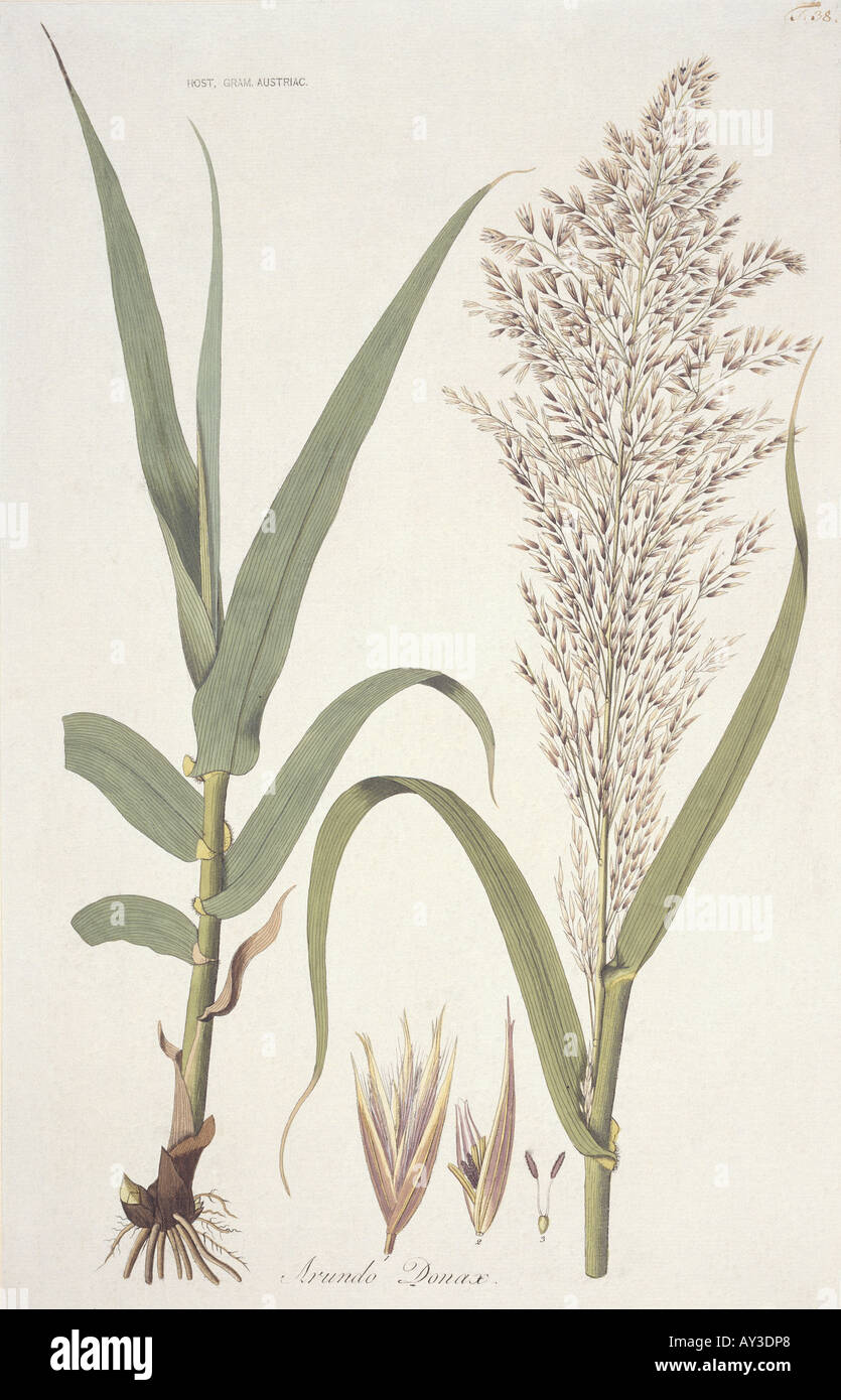 Giant plate hi-res stock photography and images - Alamy