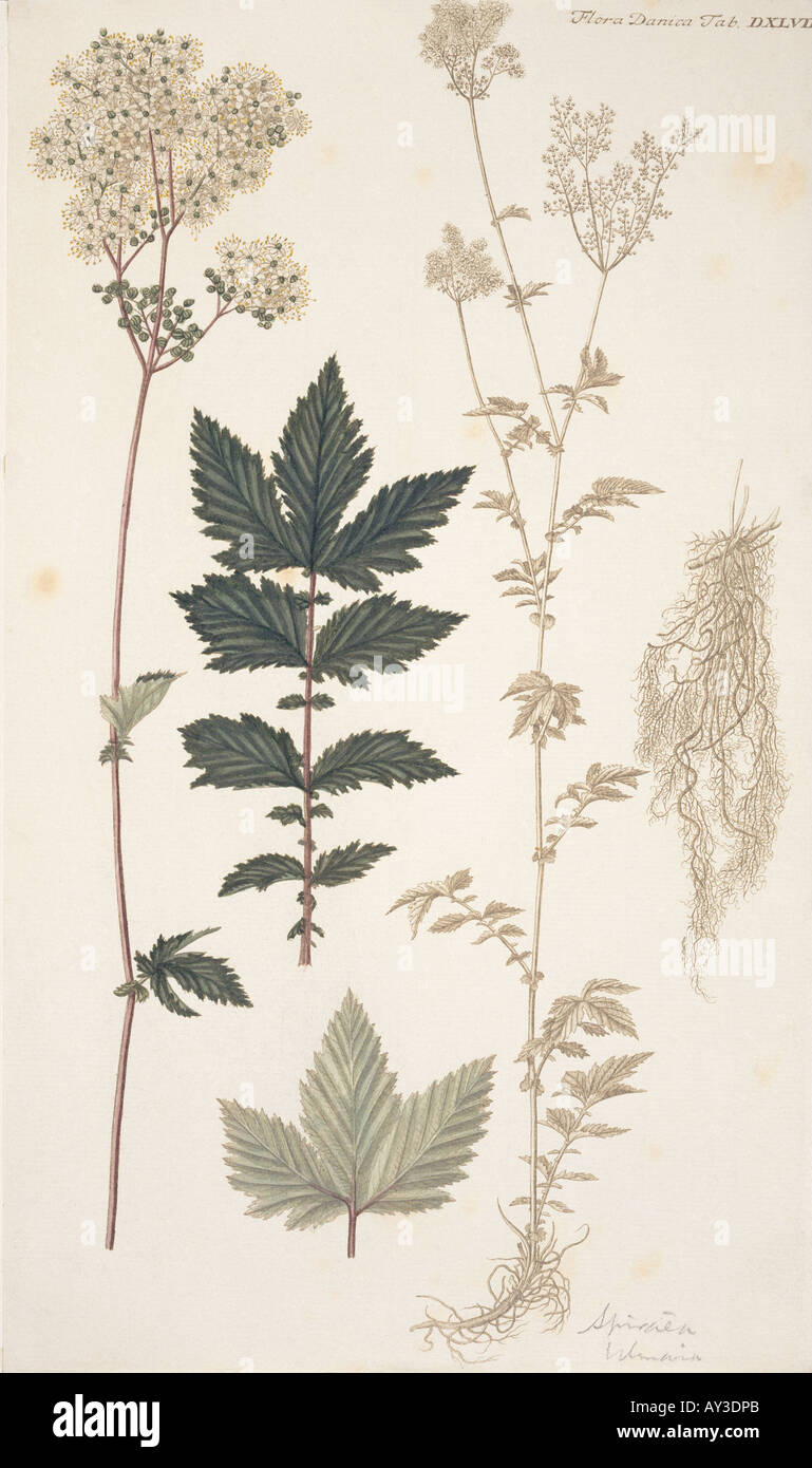 Spiraea sp hi-res stock photography and images - Alamy