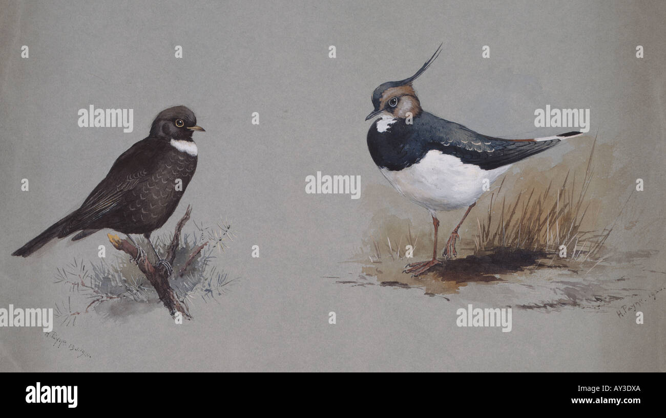 Vanellus vanellus northern lapwing Turdus torquatus ring ousel Stock ...