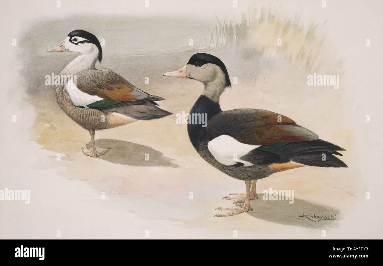 Tadorna cristata crested shelduck Stock Photo - Alamy
