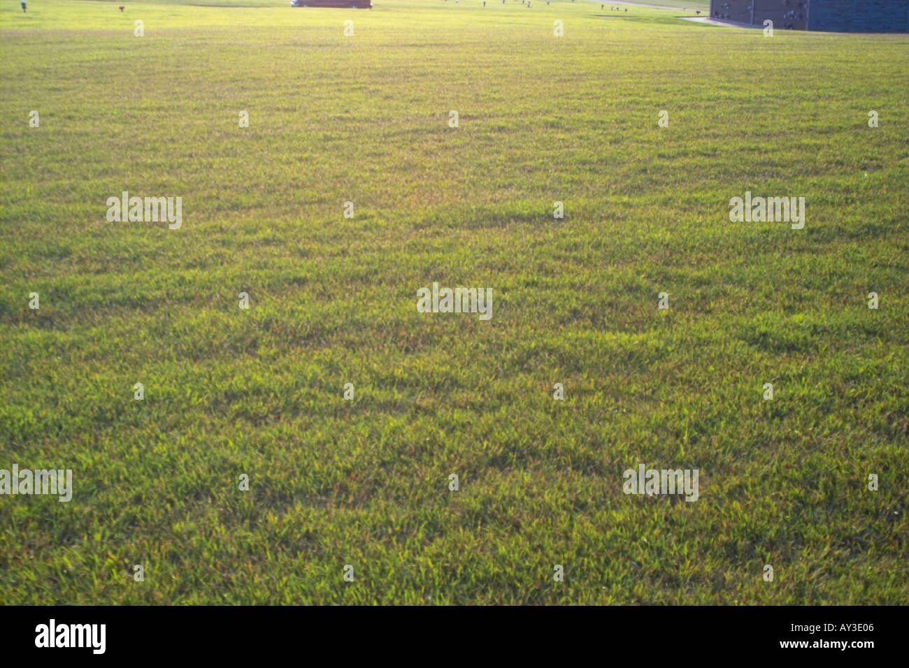 Grass turf yard Lawn green Stock Photo - Alamy