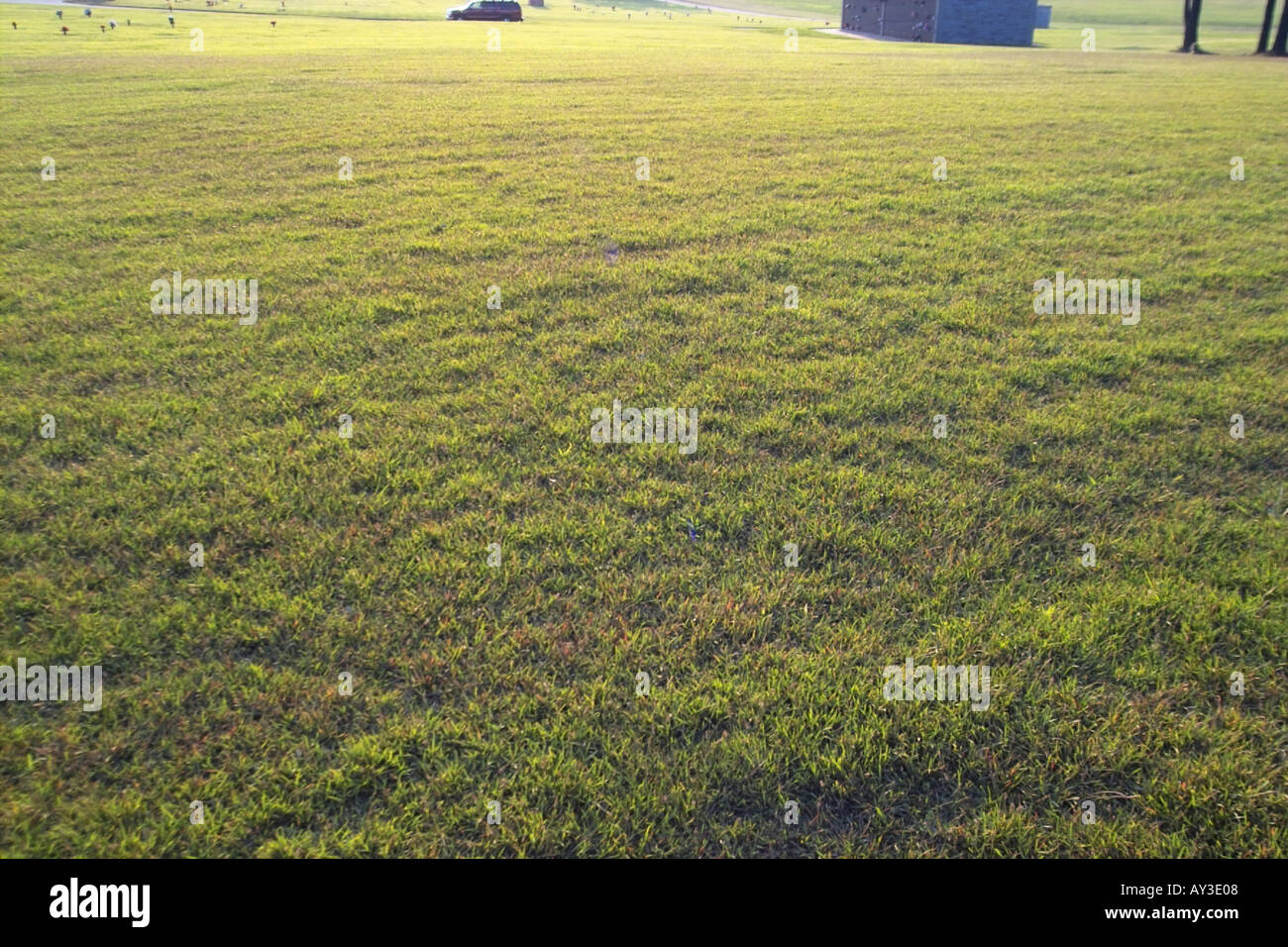 Grass turf yard Lawn green Stock Photo - Alamy
