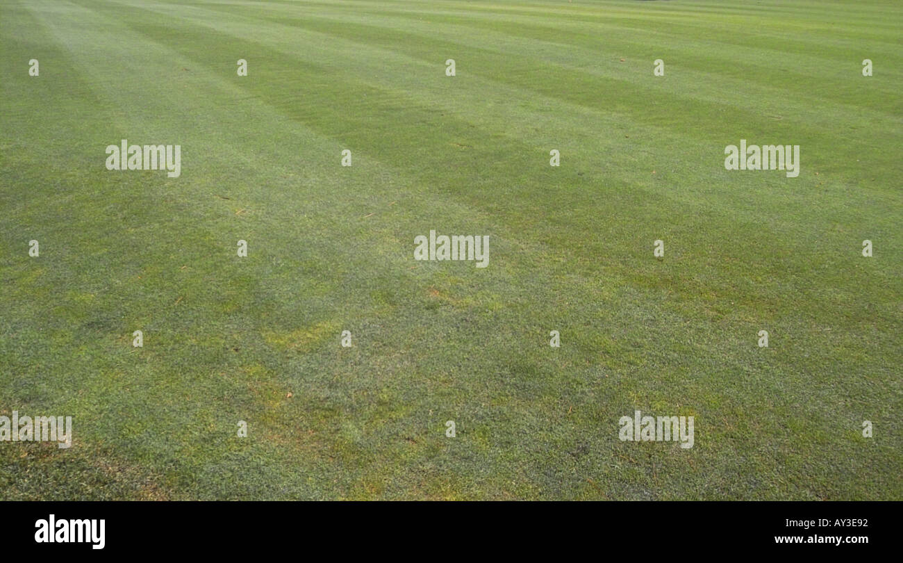 Grass turf yard Lawn green Stock Photo - Alamy