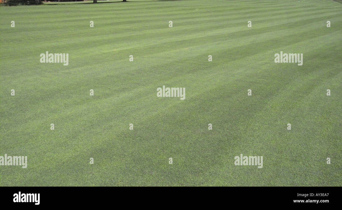 Grass turf yard Lawn green Stock Photo - Alamy