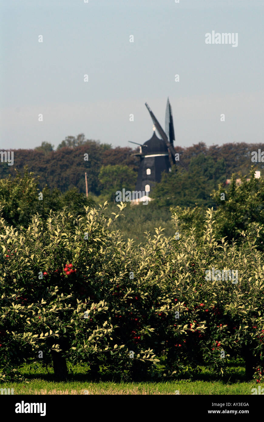 Apple tree farm Stock Photo - Alamy