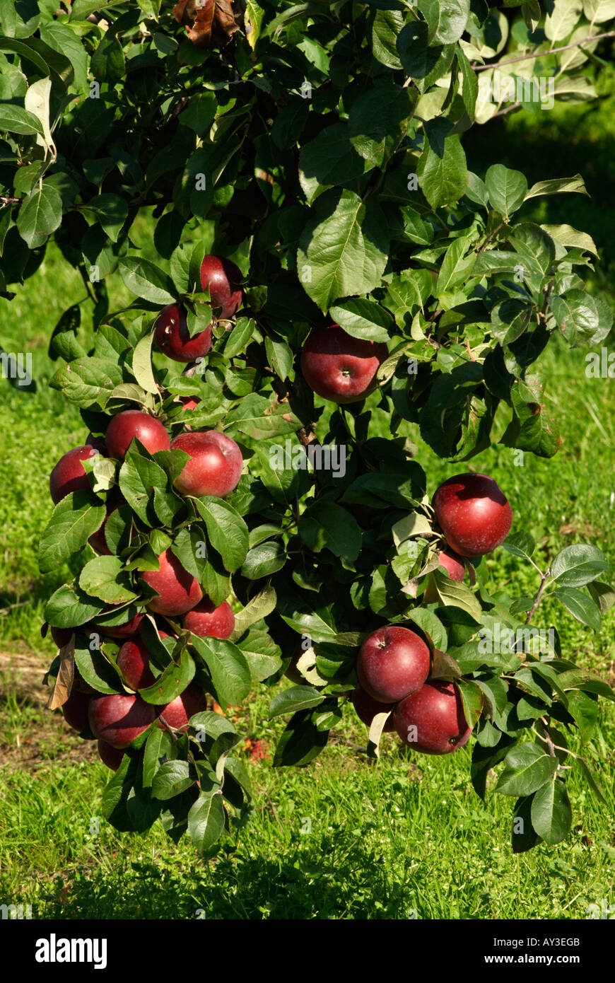 Apple tree farm Stock Photo - Alamy