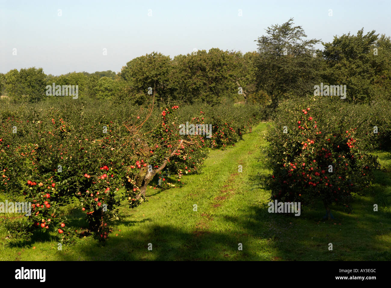 österlen apple tree hi-res stock photography and images - Alamy