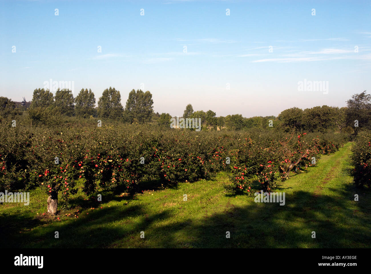 österlen apple tree hi-res stock photography and images - Alamy