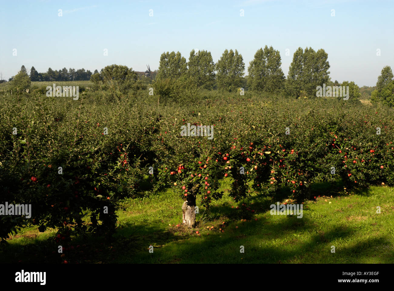 Apple tree farm Stock Photo - Alamy