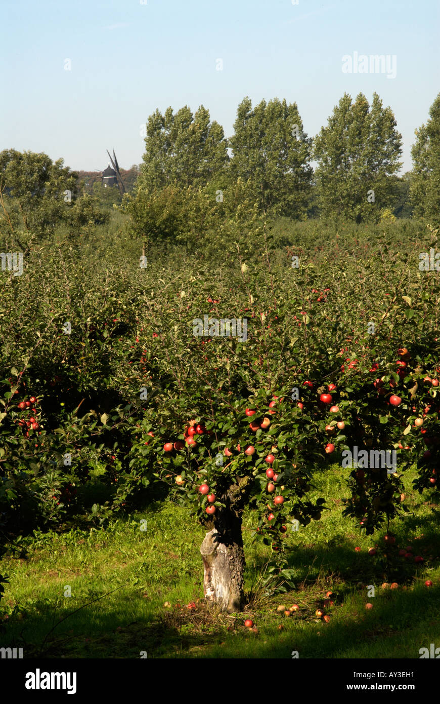 Apple tree farm Stock Photo - Alamy