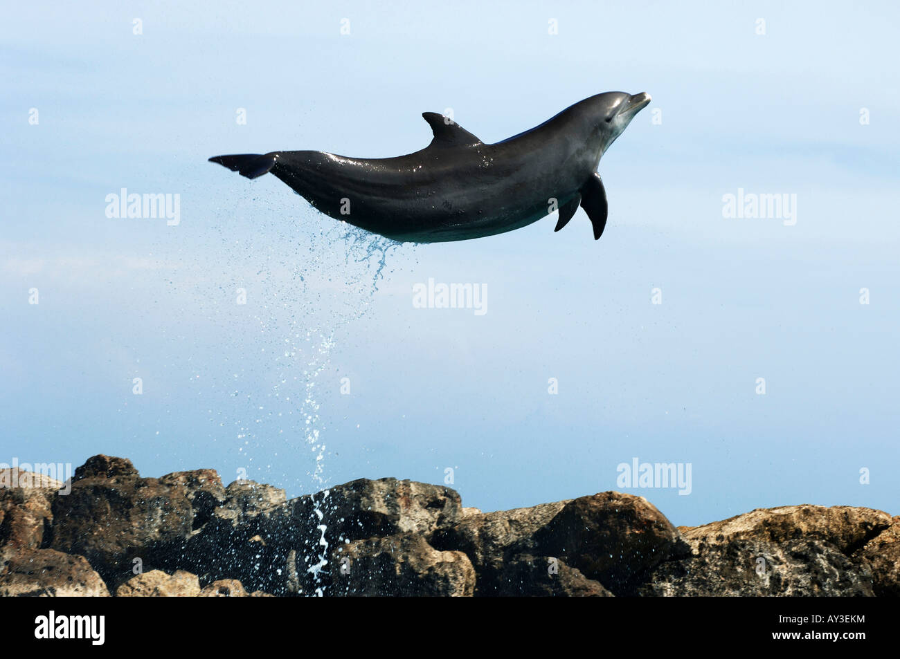 Netherlands Antilles Curacao bottlenose dolphin jumps during the ...