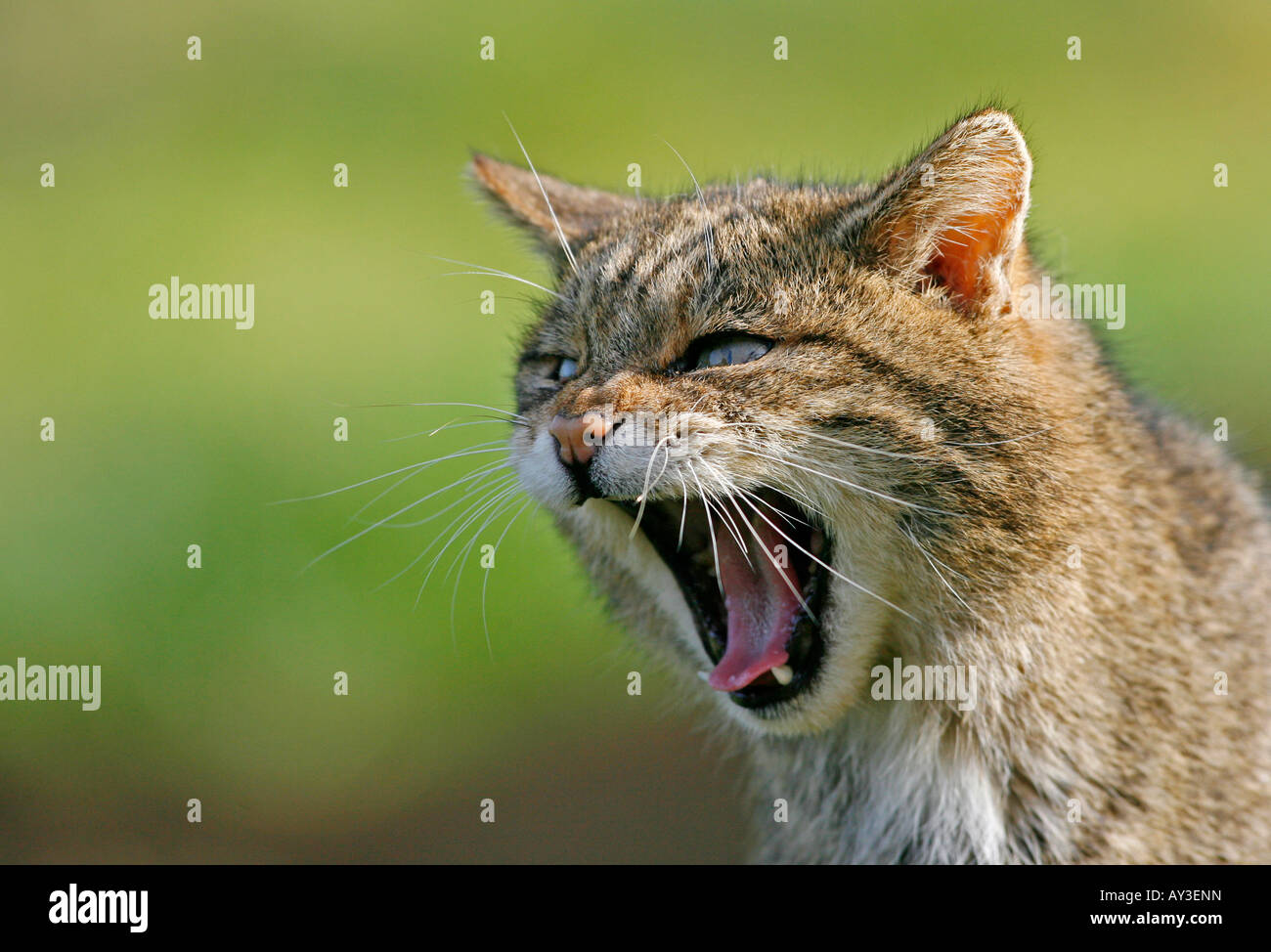 Scottish wildcat hi-res stock photography and images - Alamy