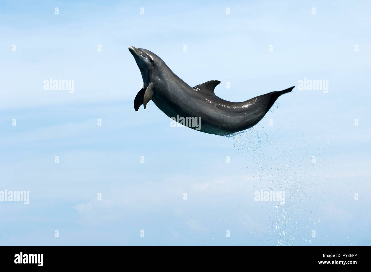 Netherlands Antilles Curacao bottlenose dolphin jumps during the ...