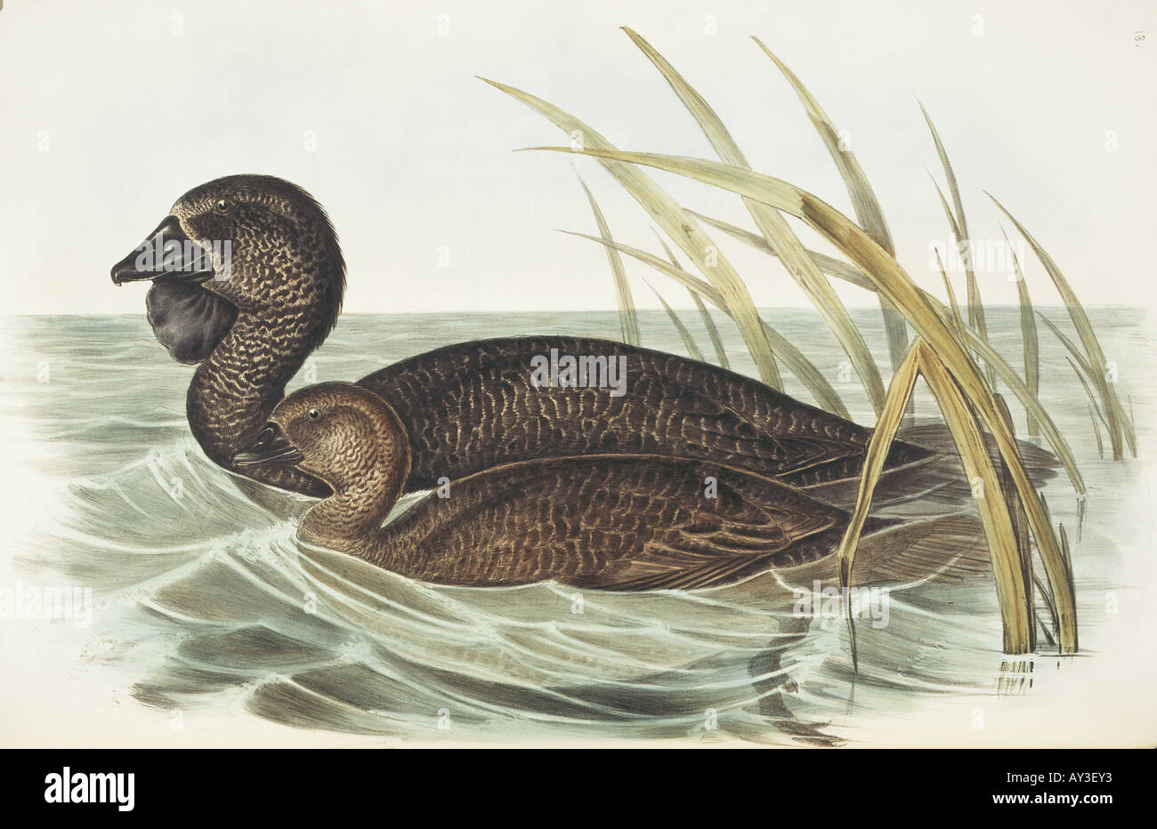 Musk duck australia hi-res stock photography and images - Alamy