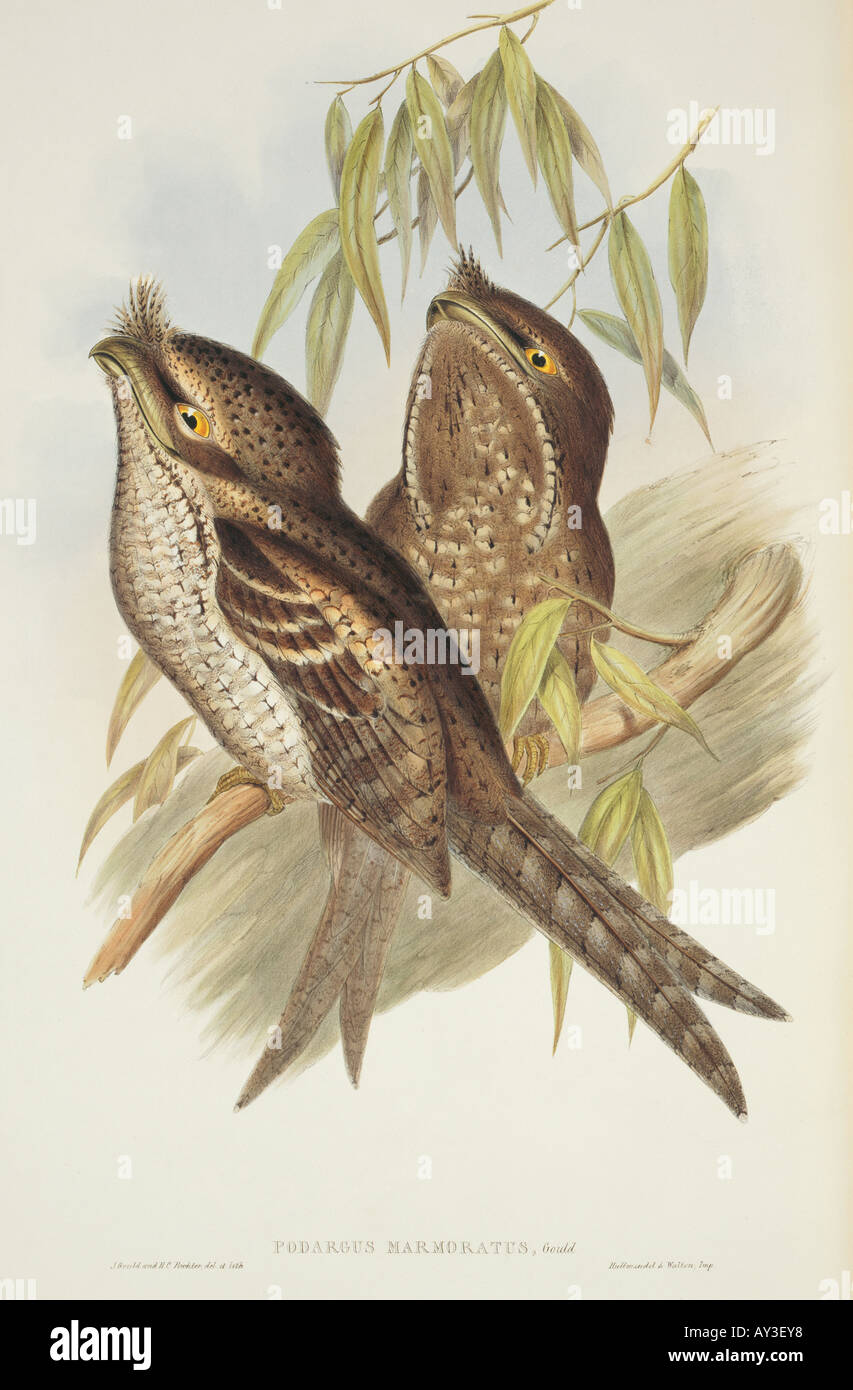 Podargus ocellatus marbled frogmouth Stock Photo - Alamy