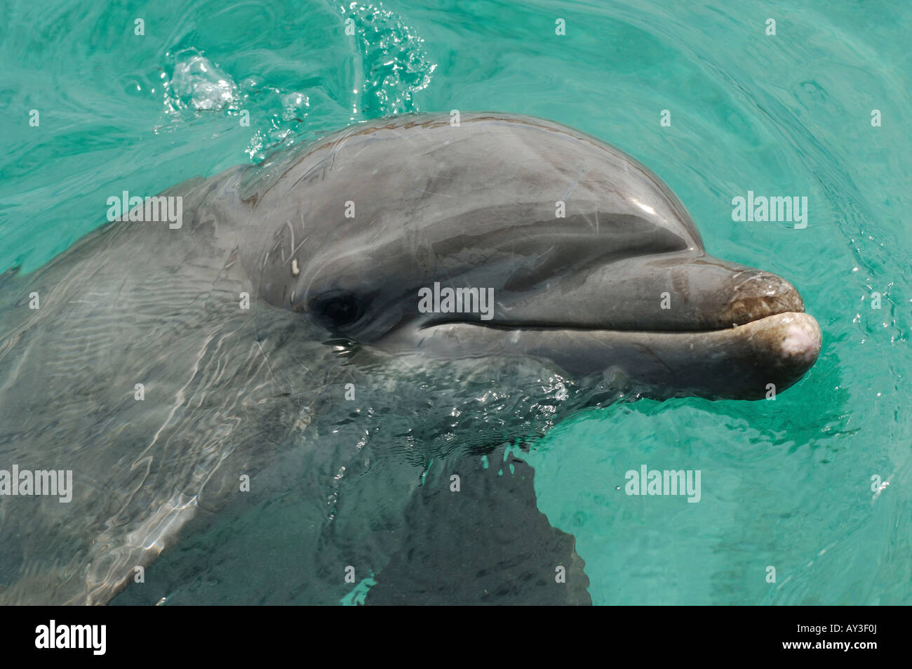 Netherlands Antilles Curacao a bottlenose dolphin Stock Photo - Alamy
