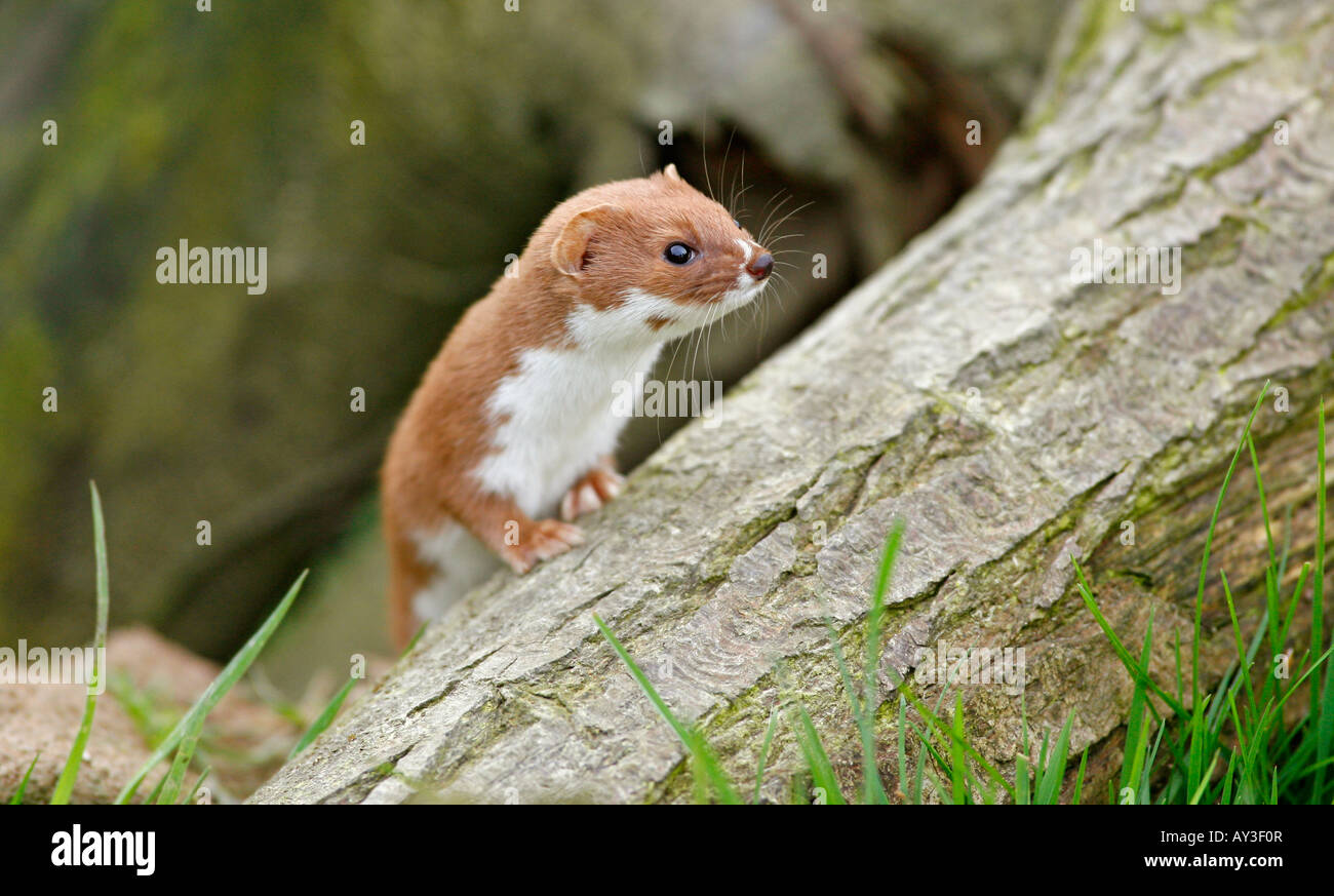 Great Weasel High Resolution Stock Photography and Images - Alamy