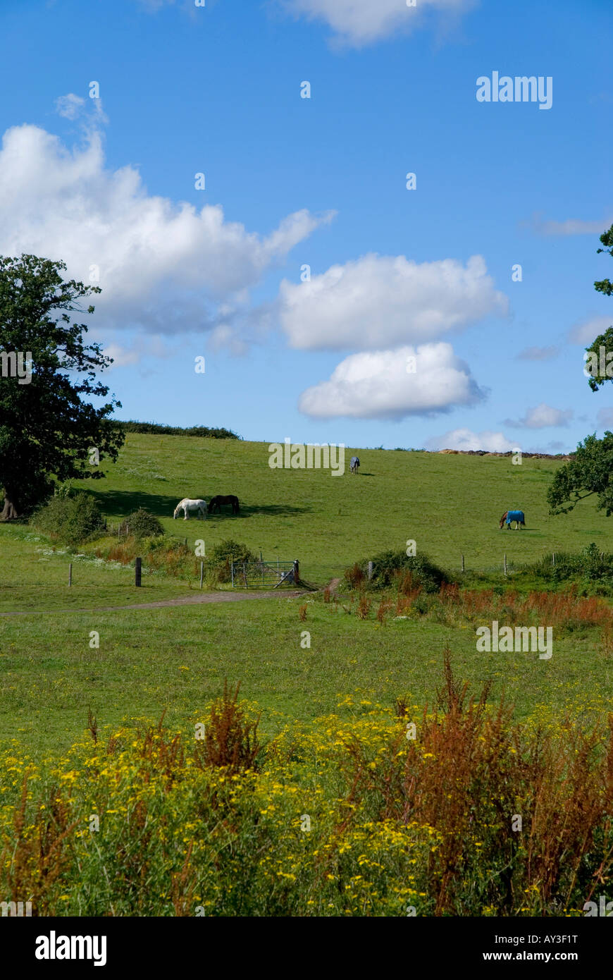 Surrey hill landscape hi-res stock photography and images - Alamy