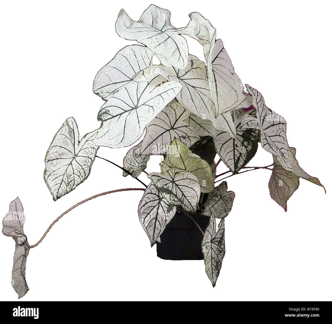 Caladium angel wings Cut Out Stock Images & Pictures - Alamy