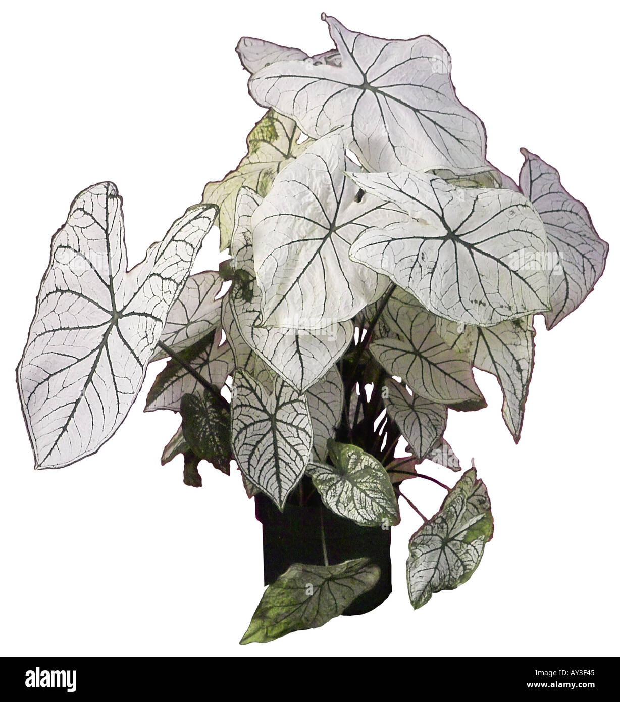 Caladium angel wings Cut Out Stock Images & Pictures - Alamy