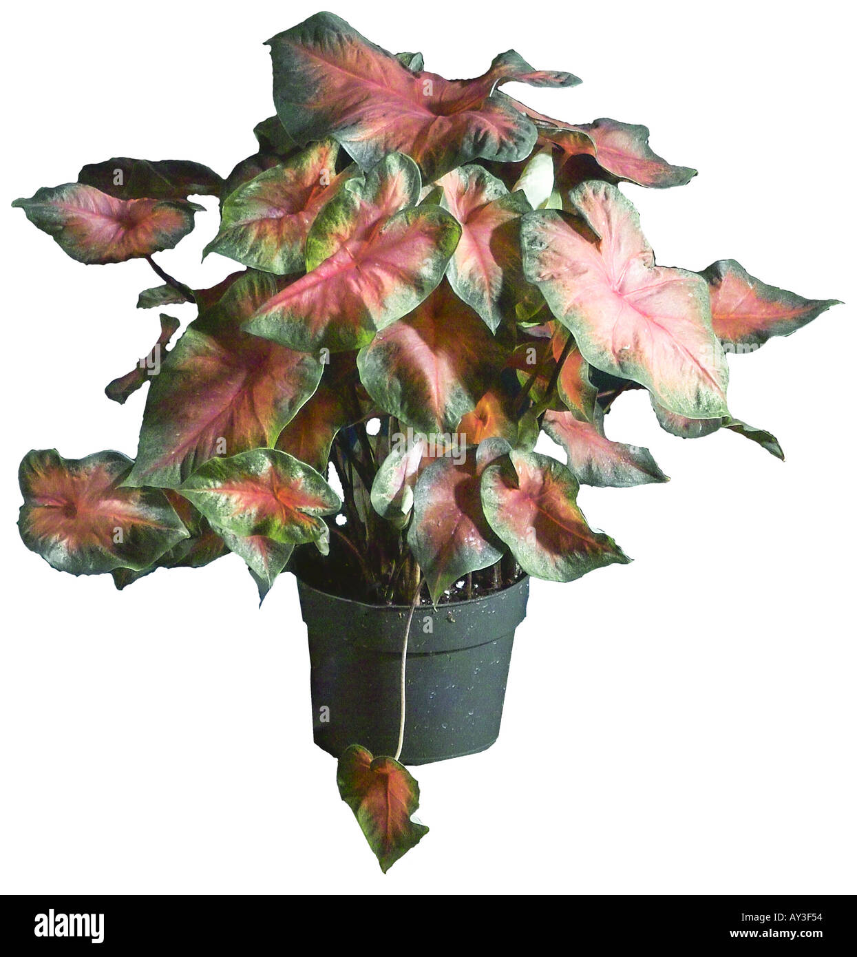 Caladium angel wings Cut Out Stock Images & Pictures - Alamy