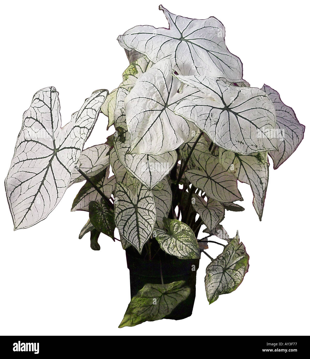 Caladium angel wings Cut Out Stock Images & Pictures - Alamy
