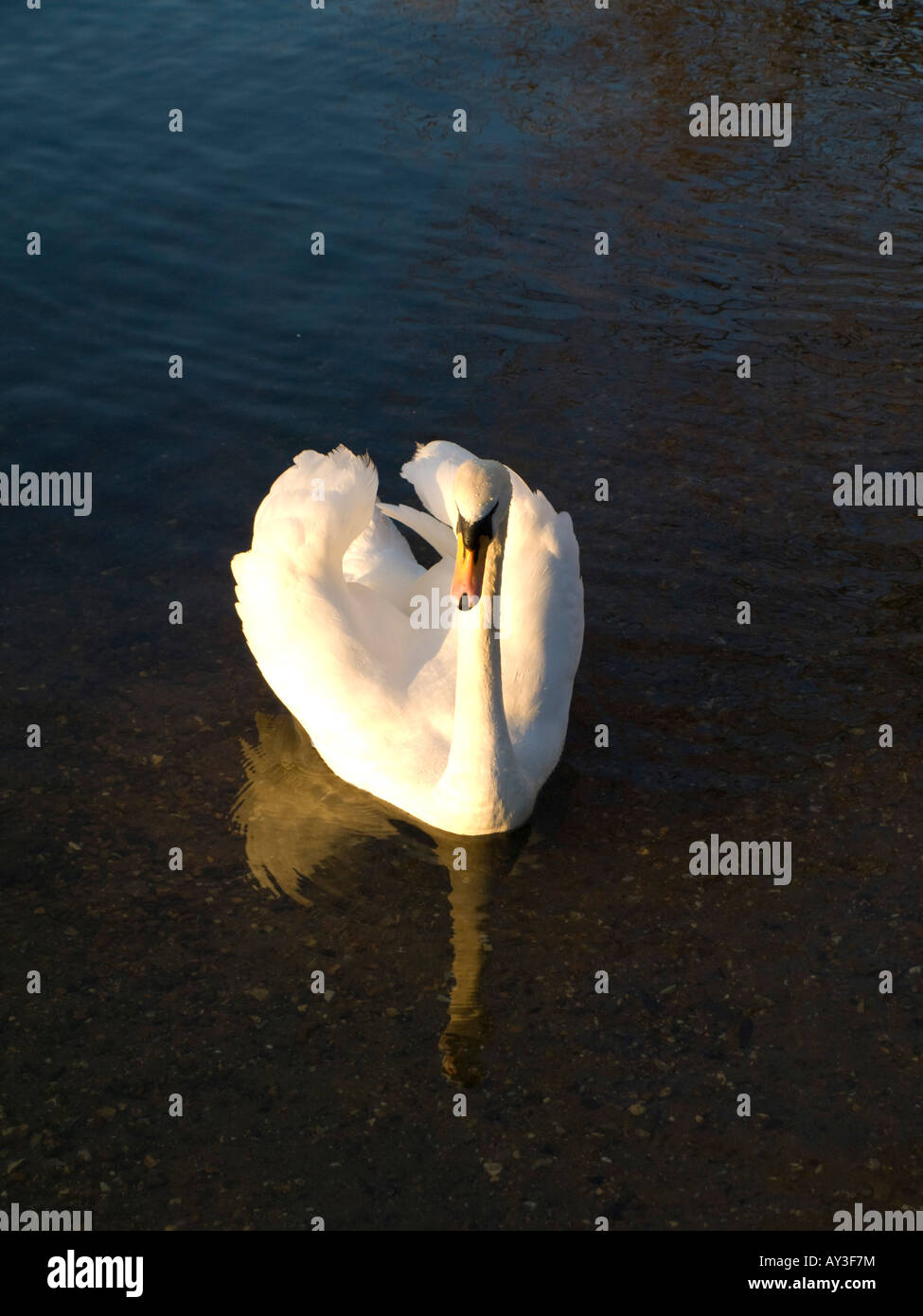 Thames swans hi-res stock photography and images - Alamy