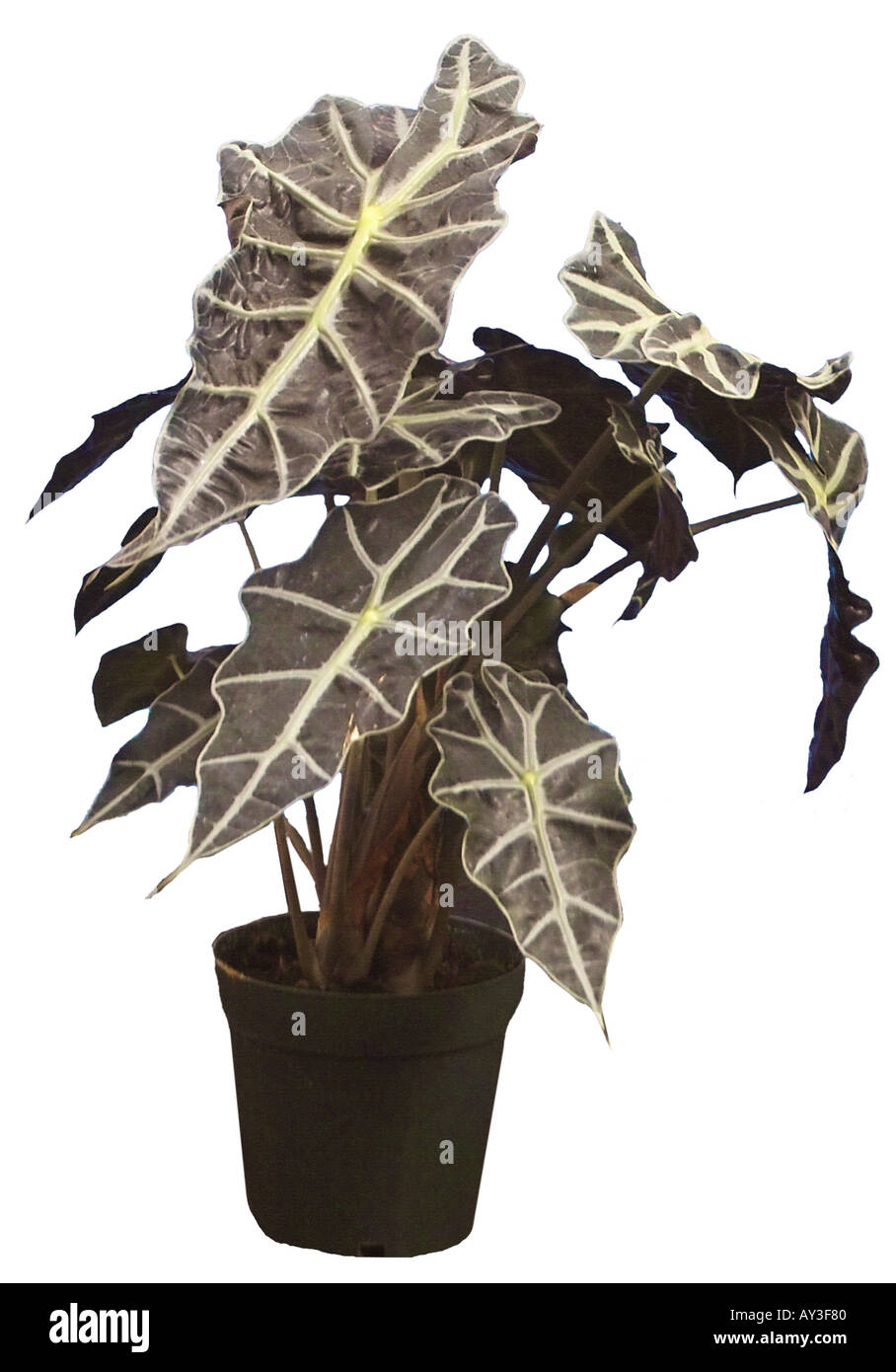 Nephthytis hi-res stock photography and images - Alamy