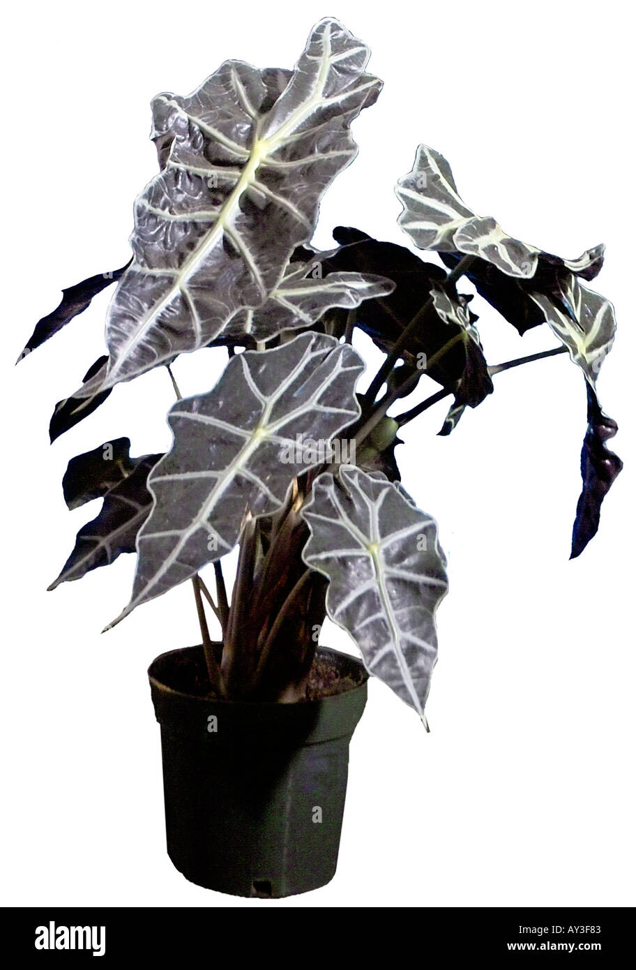 Nephthytis Arrowhead Plant Stock Photo - Alamy