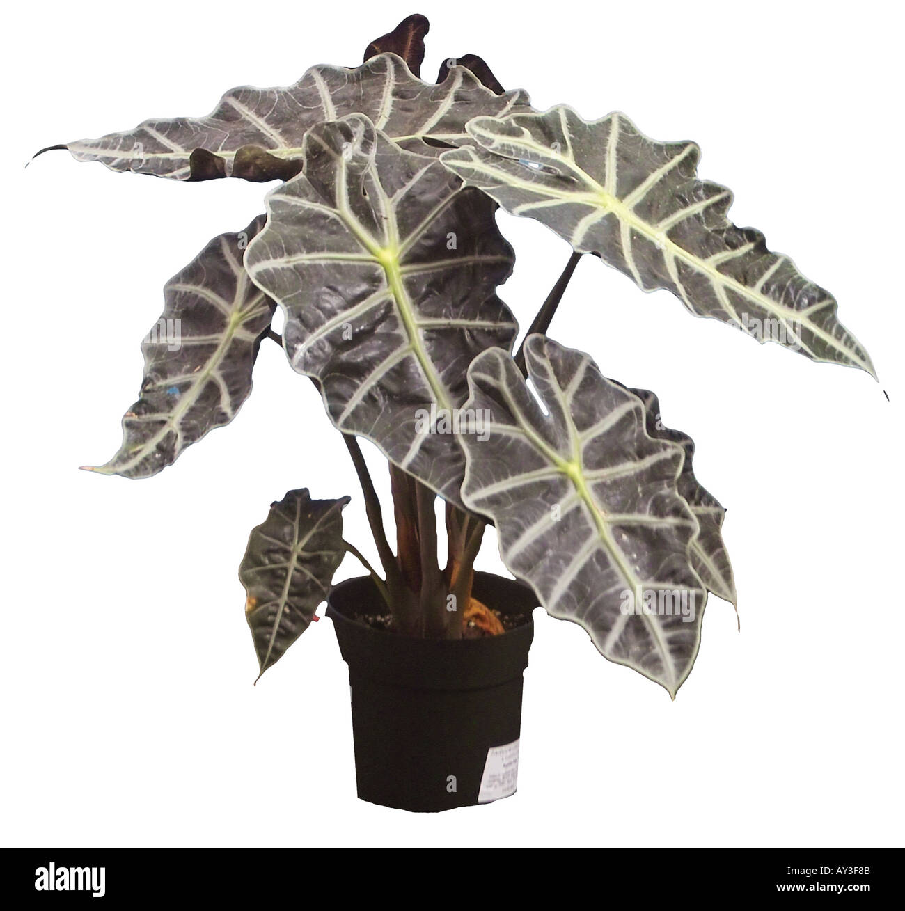 Nephthytis Arrowhead Plant Stock Photo - Alamy