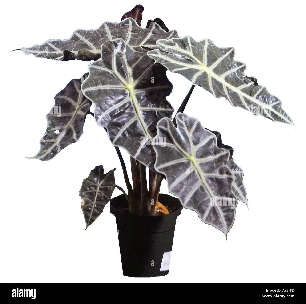 Nephthytis Arrowhead Plant Stock Photo - Alamy