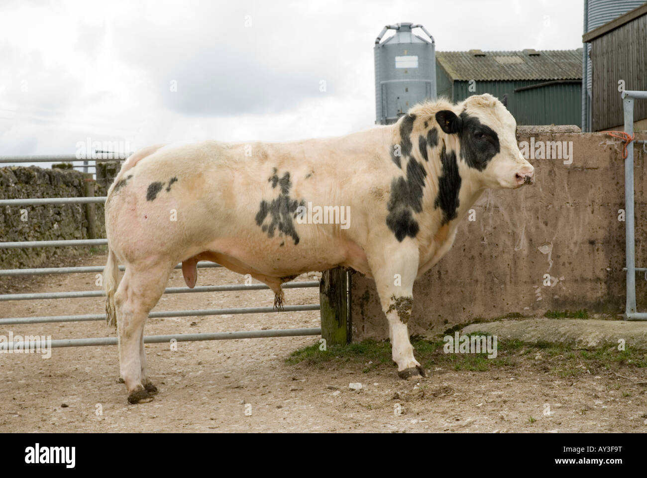 Belgian Blue Bull Stock Photo - Alamy