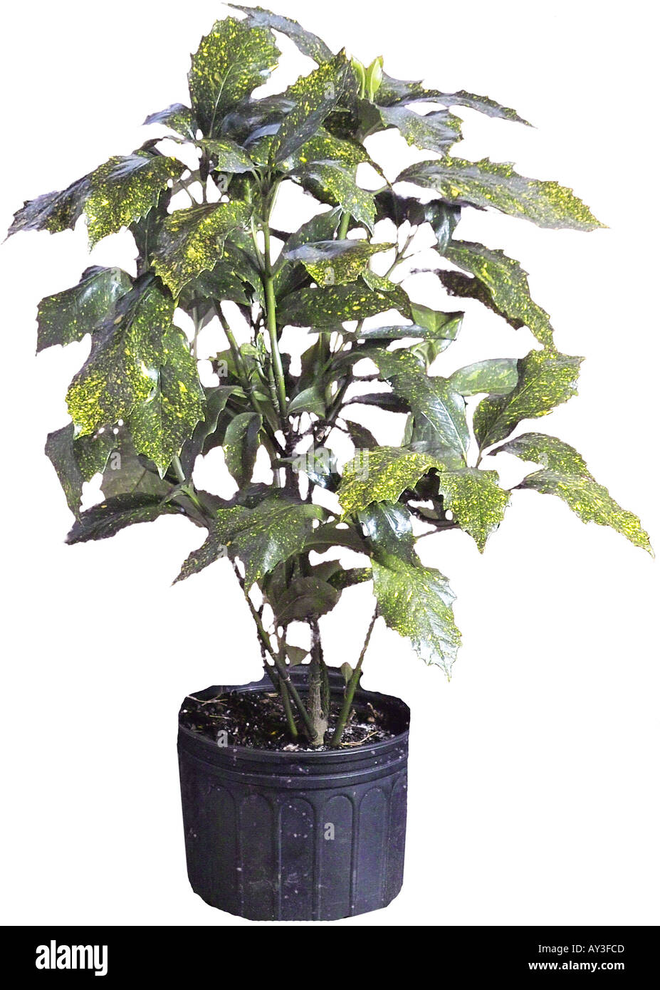 Aucuba Japonica variegata Stock Photo - Alamy