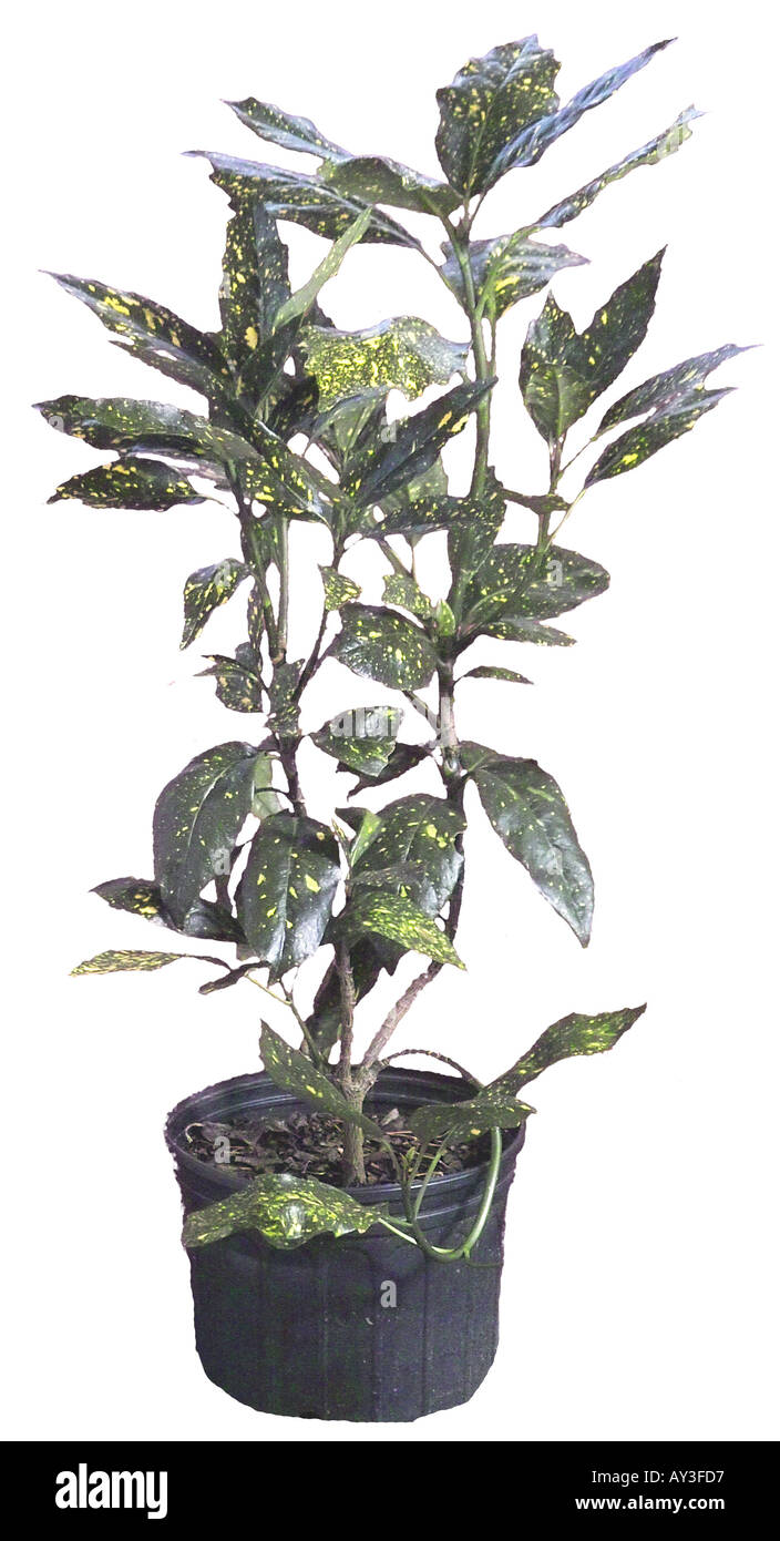 Aucuba Japonica variegata Stock Photo - Alamy