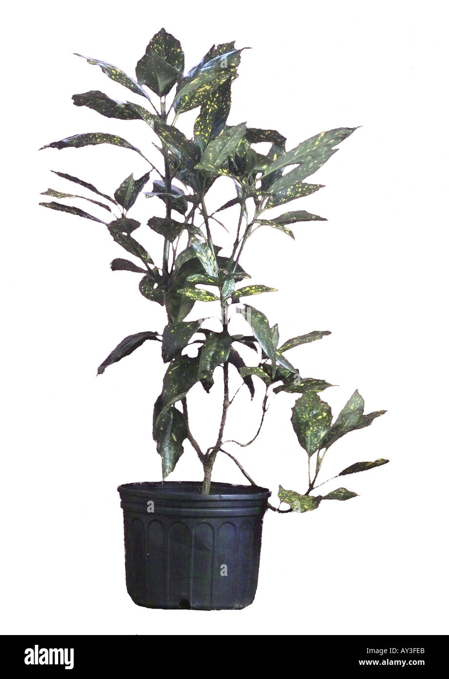 Aucuba Japonica variegata Stock Photo - Alamy