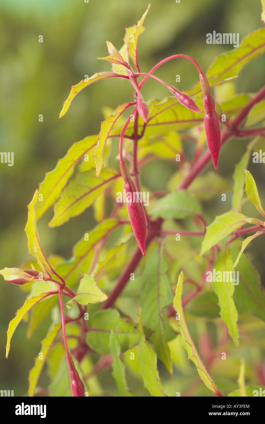 Fuchsia magellanica aurea hi-res stock photography and images - Alamy