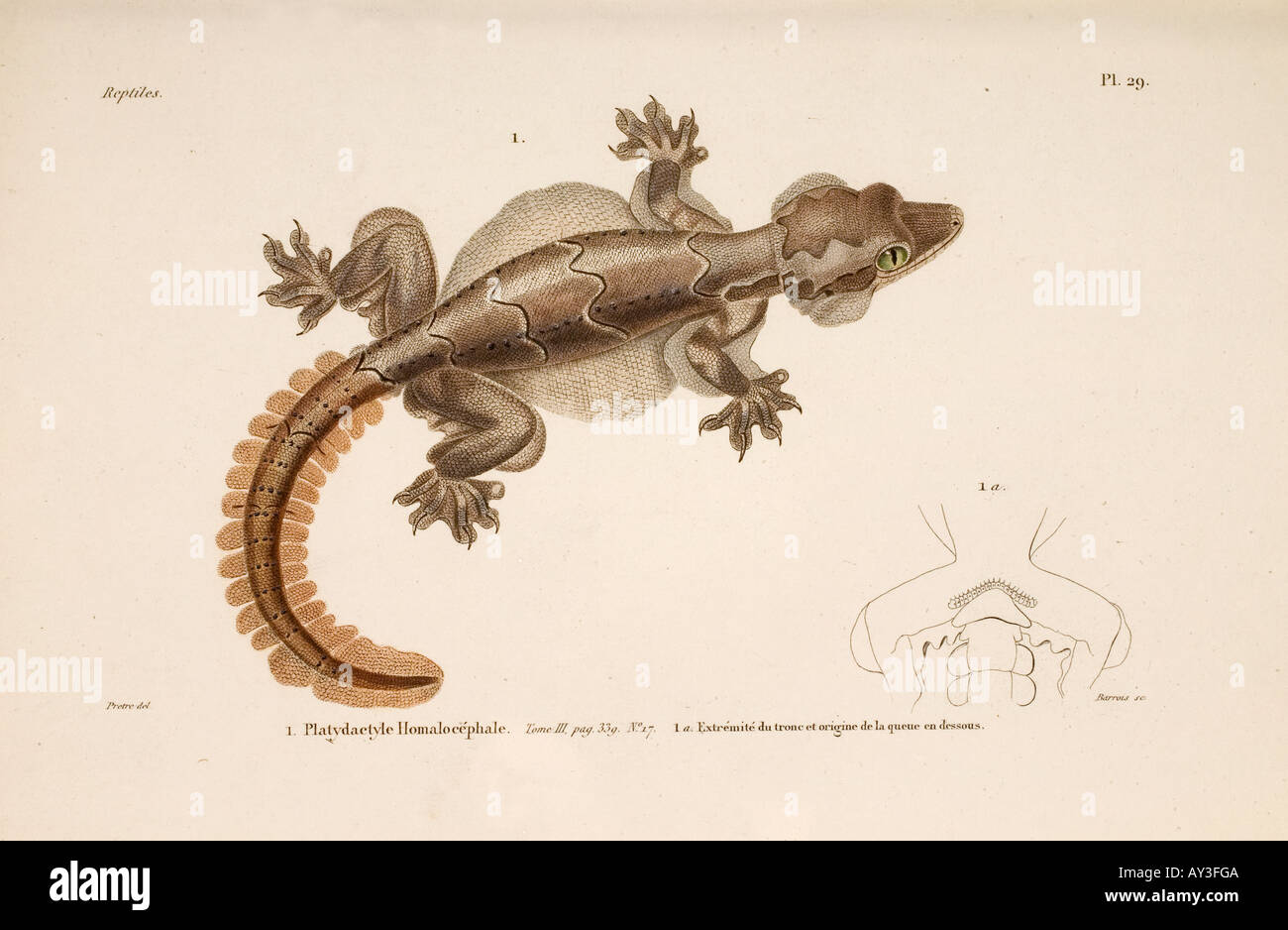 Flying gecko hi-res stock photography and images - Alamy