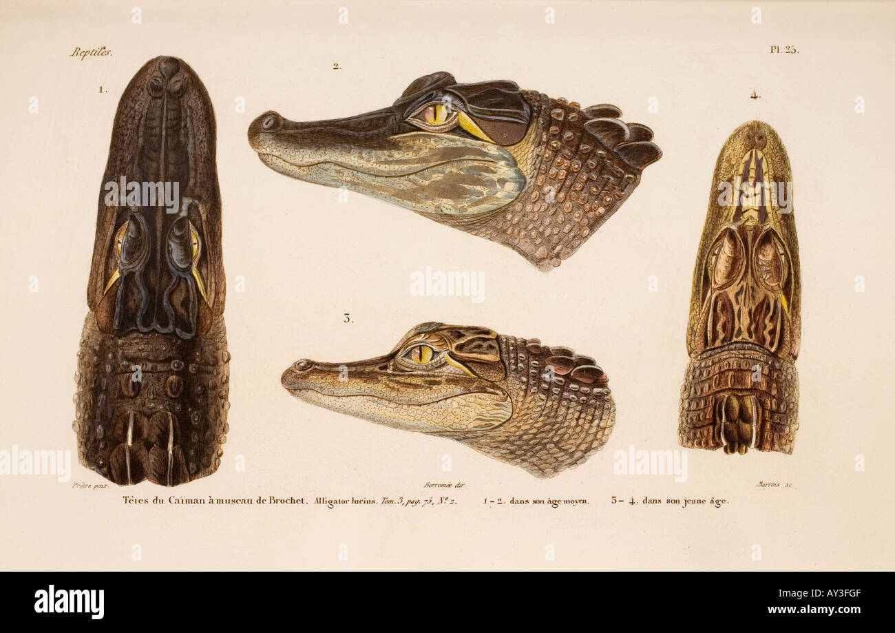 Alligator mississippiensis alligator Stock Photo - Alamy