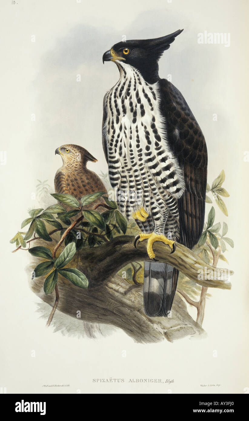 Eagle lithograph hi-res stock photography and images - Alamy